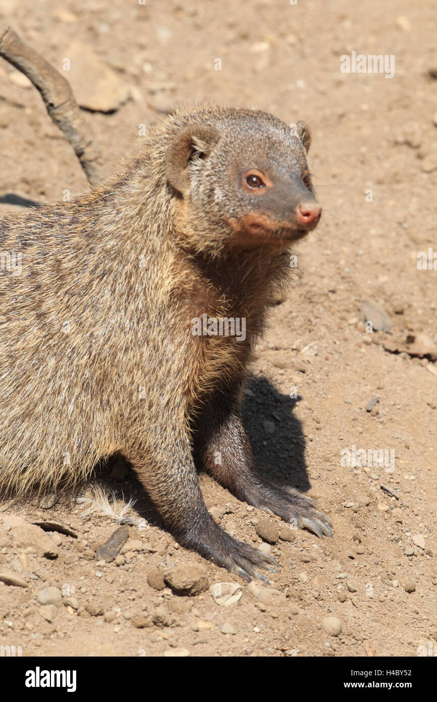 Mungos mungo -Fotos und -Bildmaterial in hoher Auflösung – Alamy