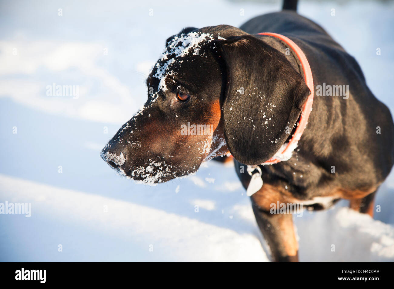 Gonczy polski -Fotos und -Bildmaterial in hoher Auflösung – Alamy