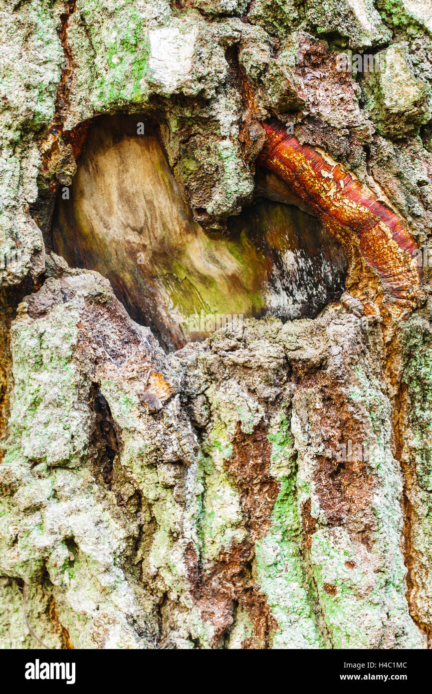 Astloch Baum Stockfotos und -bilder Kaufen - Alamy