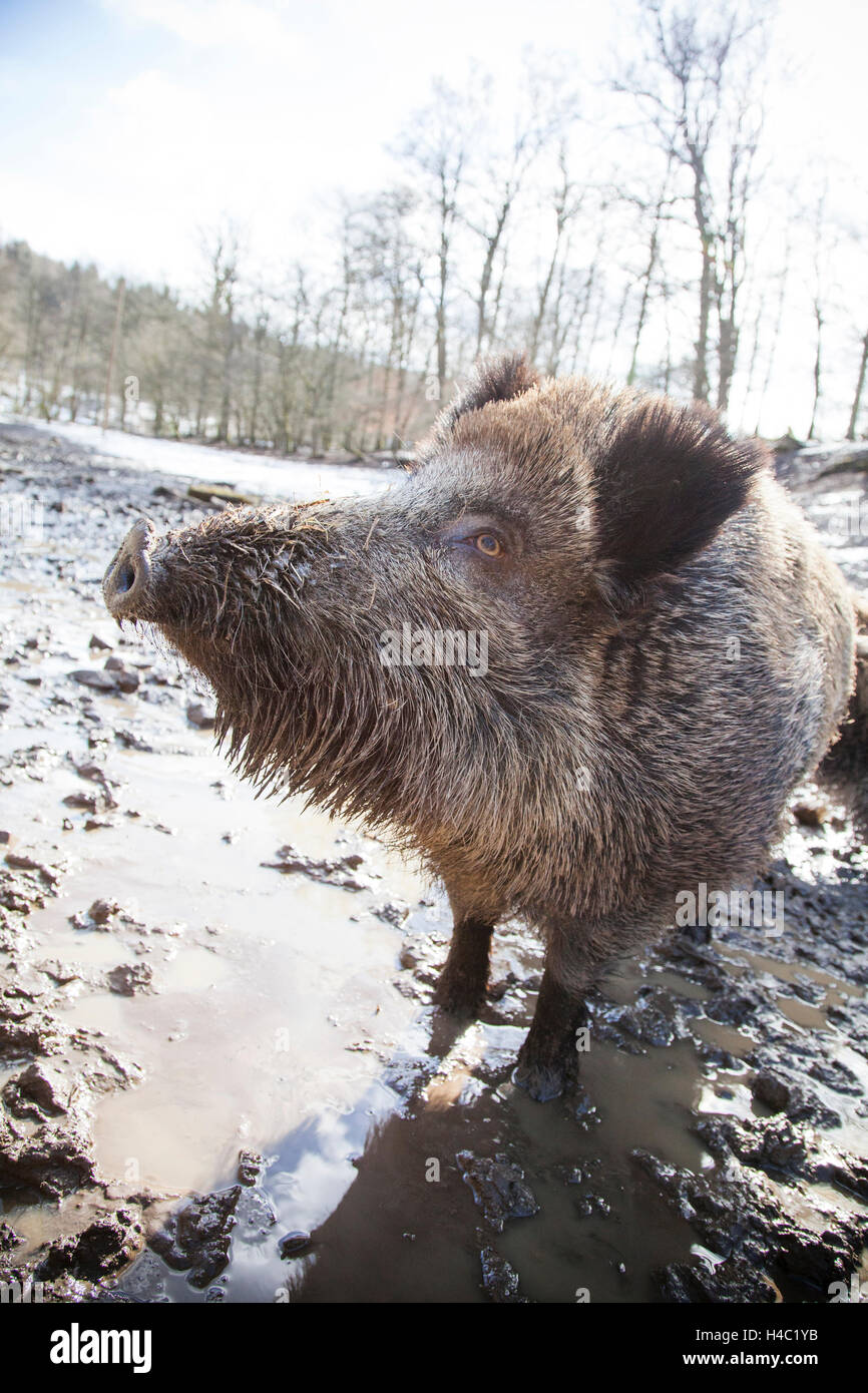 Rüssel nase nase -Fotos und -Bildmaterial in hoher Auflösung – Alamy