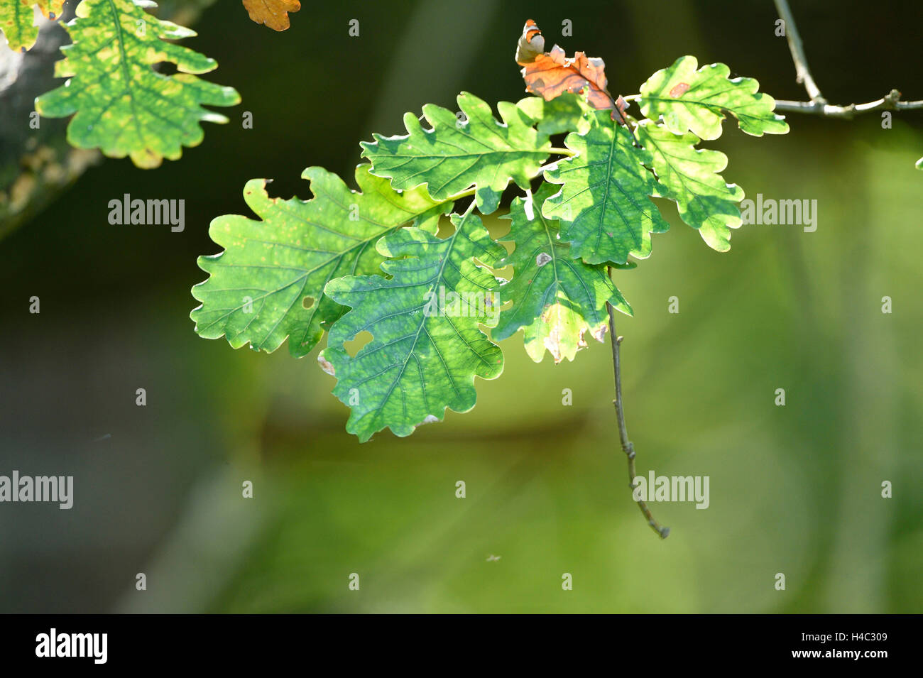 Quercus robur blätter -Fotos und -Bildmaterial in hoher Auflösung – Alamy