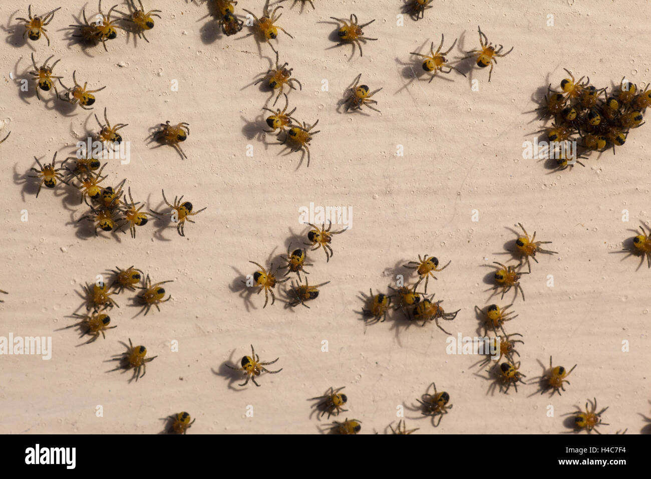 Baby spiders -Fotos und -Bildmaterial in hoher Auflösung – Alamy
