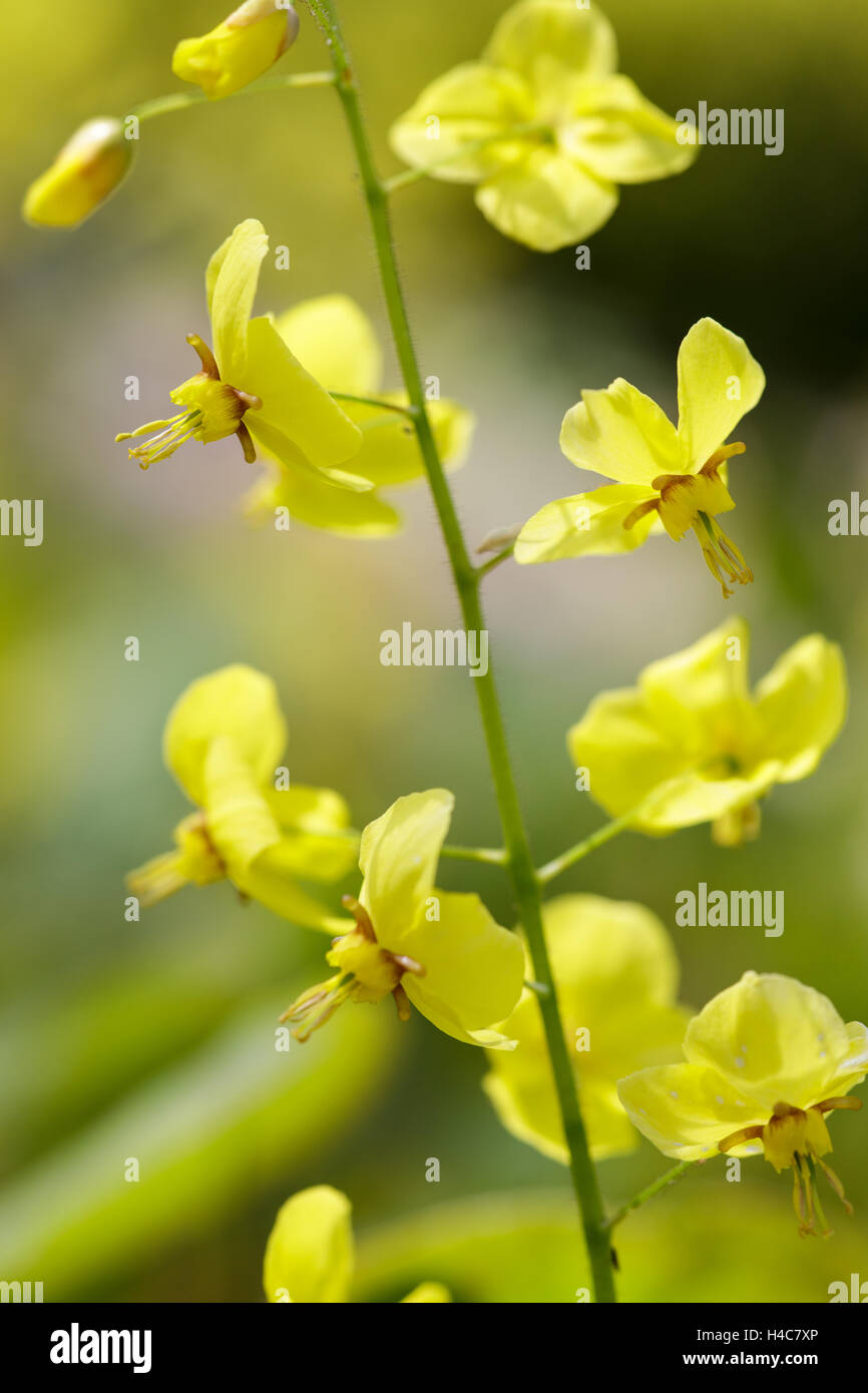 Epimedium colchicum -Fotos und -Bildmaterial in hoher Auflösung – Alamy