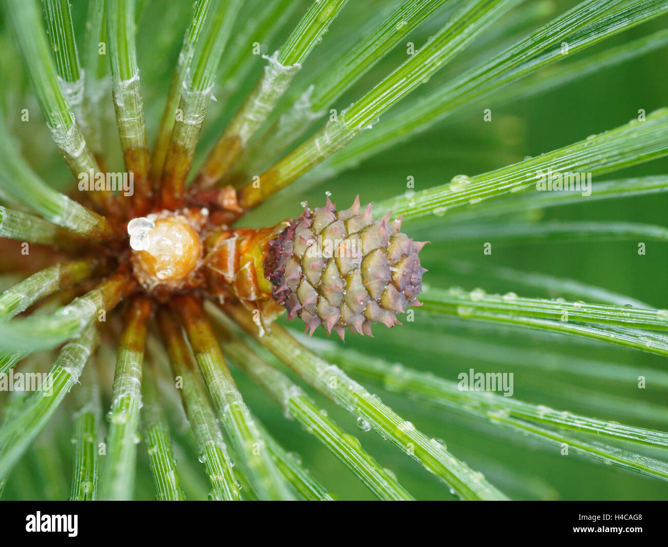 Mugo Pine Pinus Uncinata, Latschenkiefer, Pinus Mugo Ssp, Alpen ...
