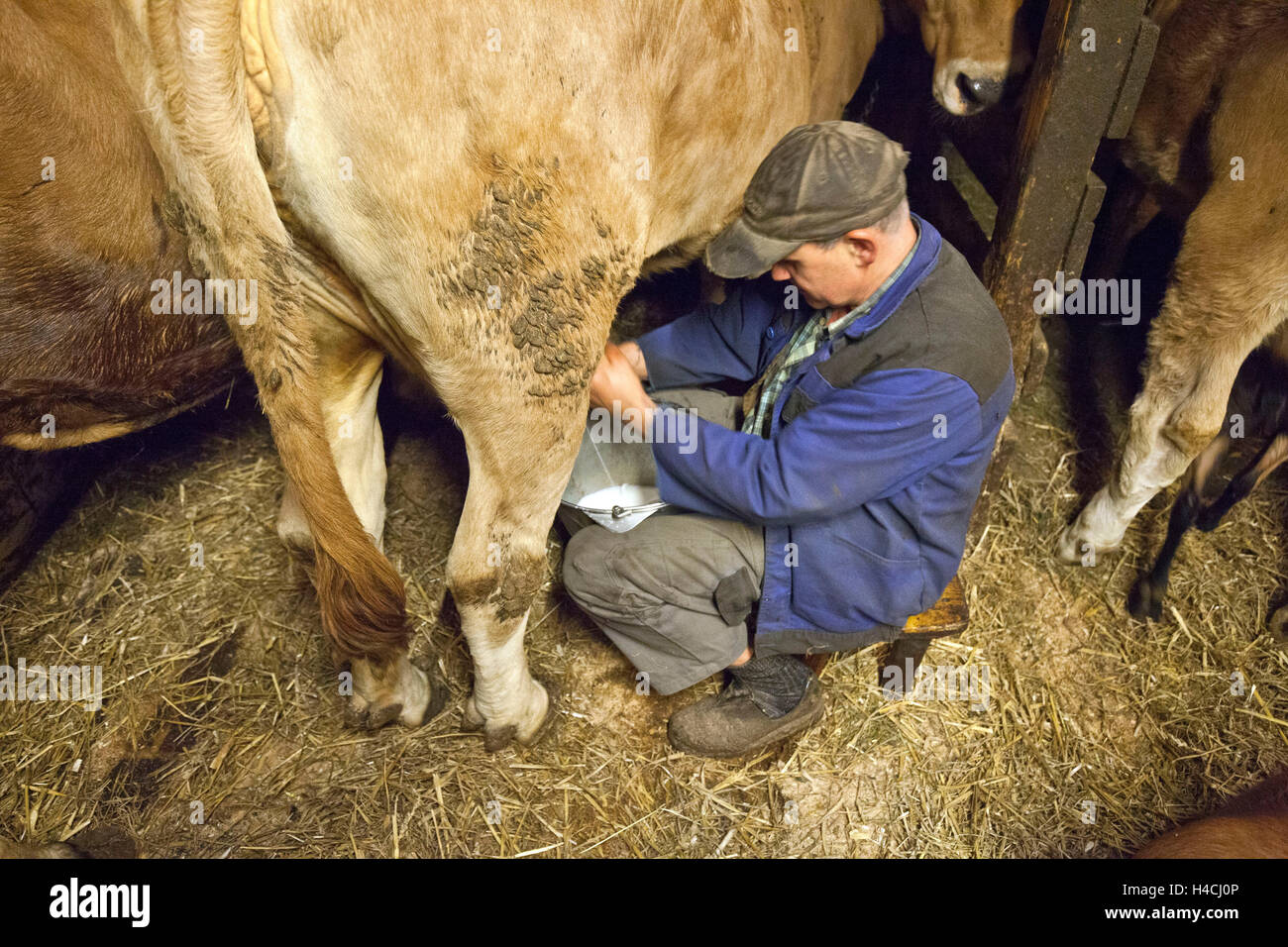 Landwirt beim Melken Stockfotografie - Alamy