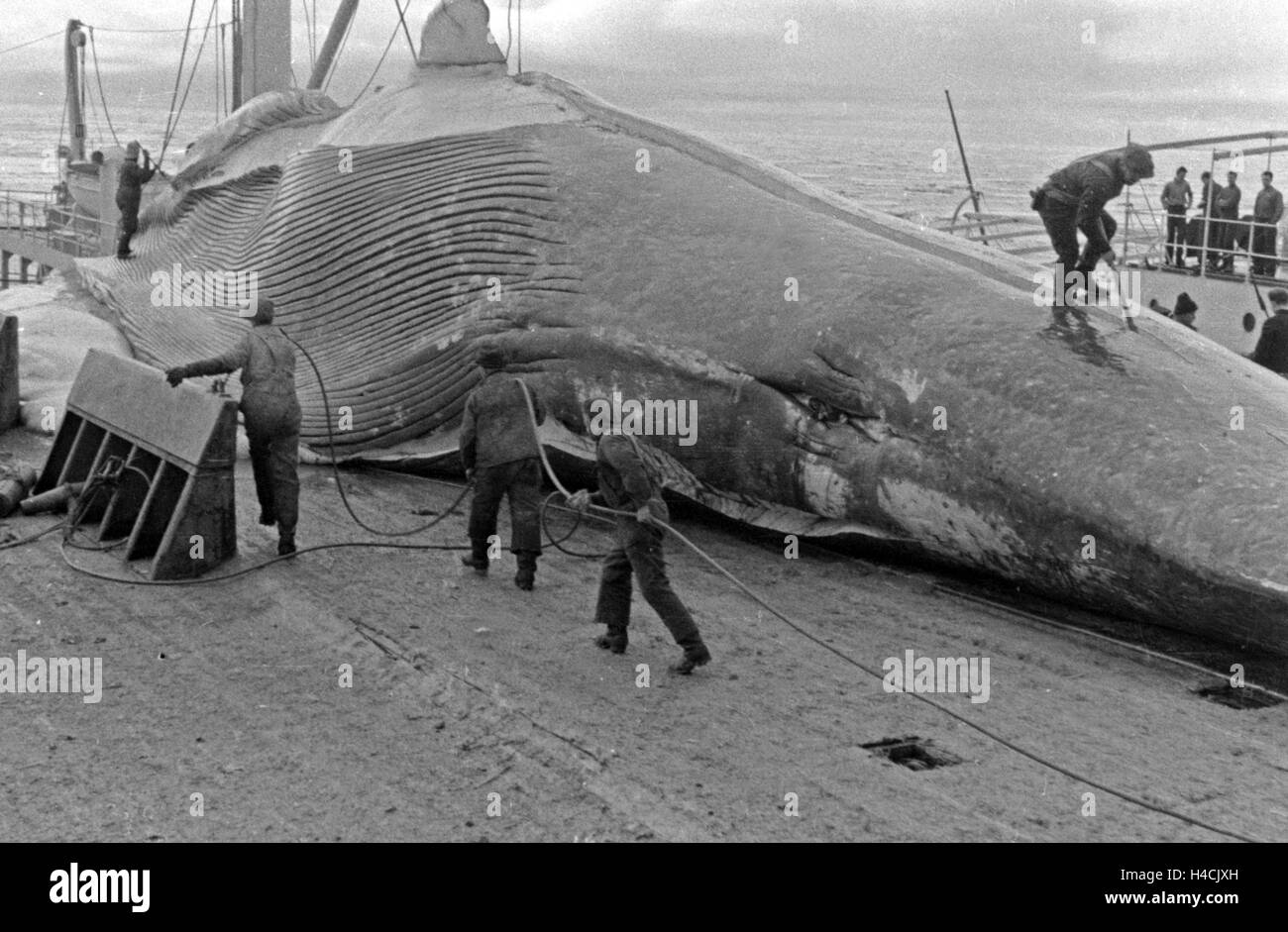 Walter rau walfang ag -Fotos und -Bildmaterial in hoher Auflösung – Alamy