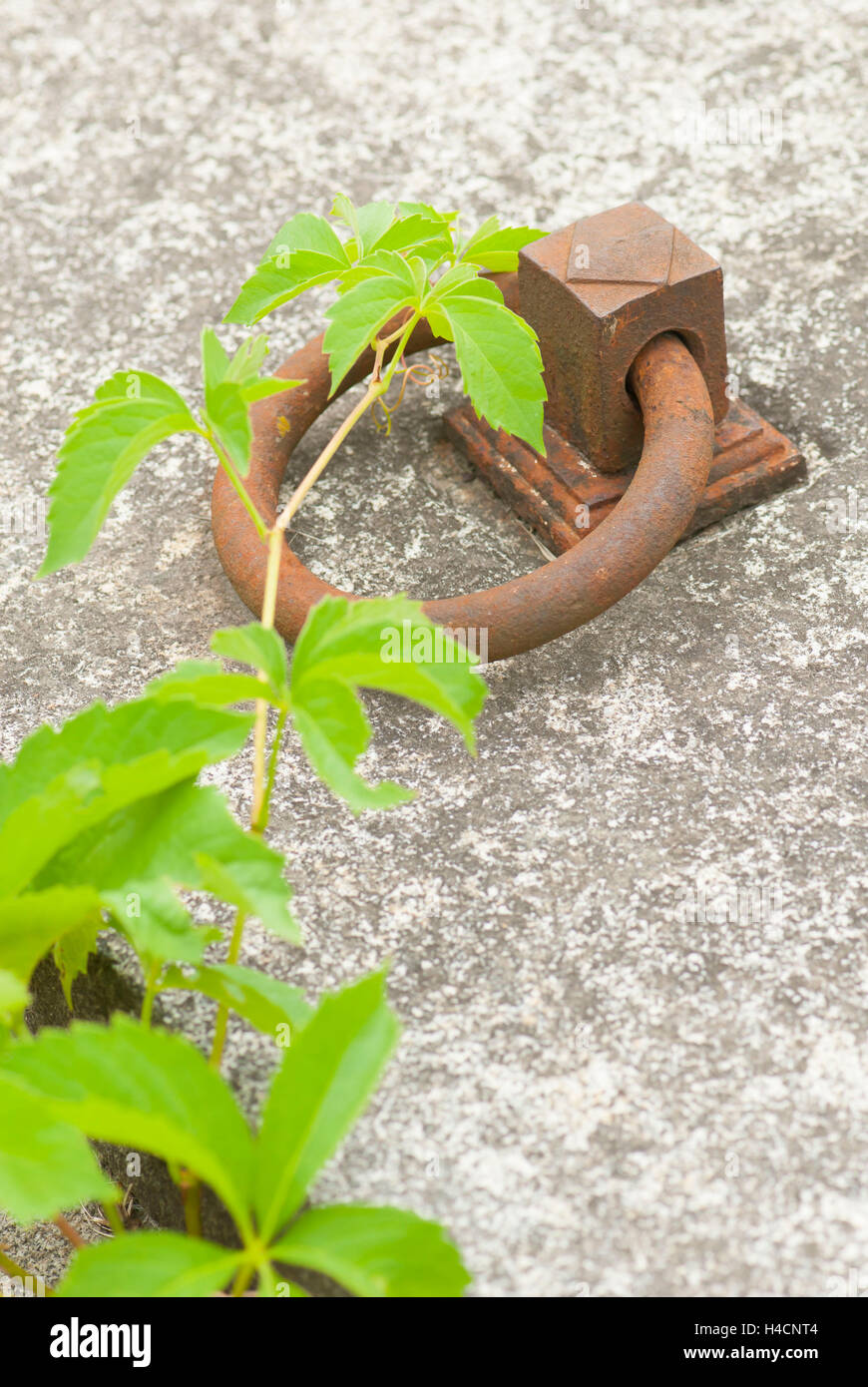 Grabstein ring -Fotos und -Bildmaterial in hoher Auflösung – Alamy