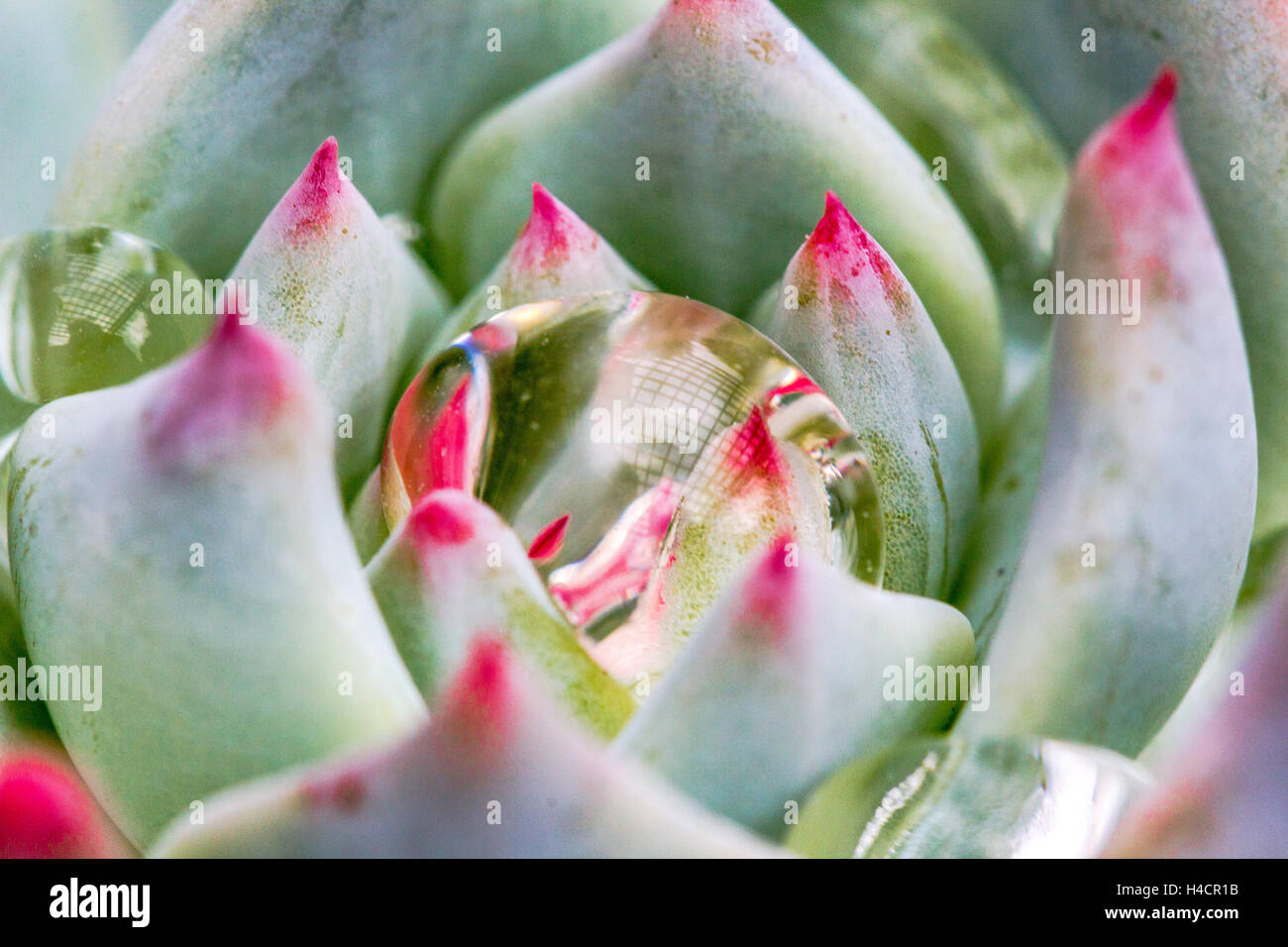 Punkt rosetten -Fotos und -Bildmaterial in hoher Auflösung – Alamy