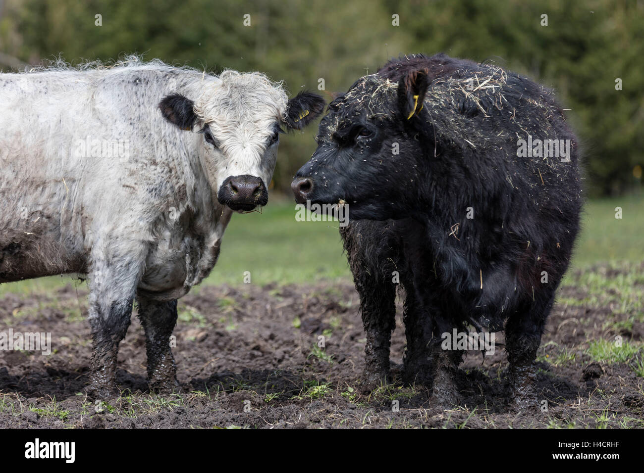 Galloway Rinder Stockfotos und -bilder Kaufen - Alamy