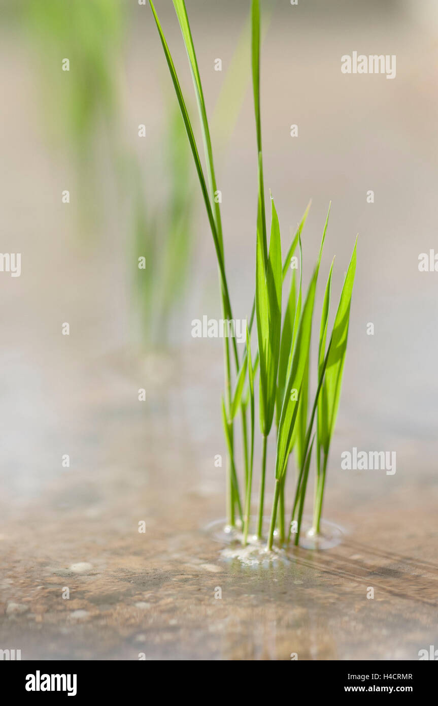 Asian rice plants oryza sativa -Fotos und -Bildmaterial in hoher ...