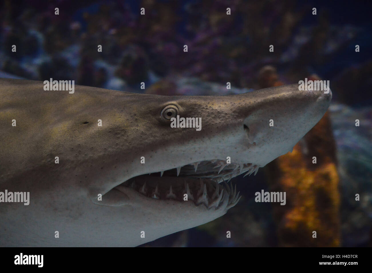 Offenes haifischmaul -Fotos und -Bildmaterial in hoher Auflösung – Alamy