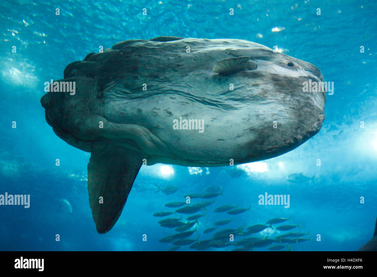 Mondfisch mola mola -Fotos und -Bildmaterial in hoher Auflösung – Alamy