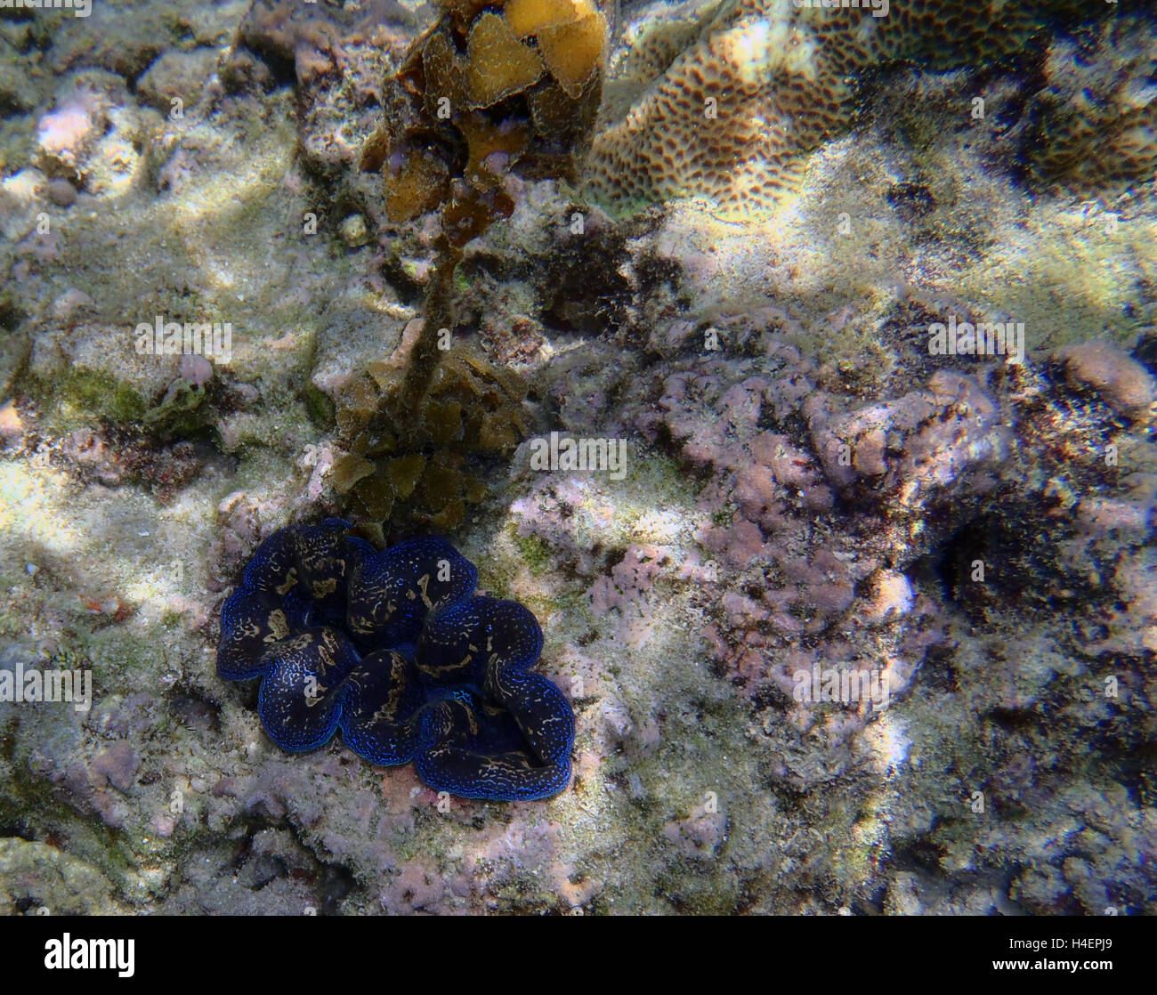 Riesenmuschel Tridacna Gigas Stockfotos und -bilder Kaufen - Alamy