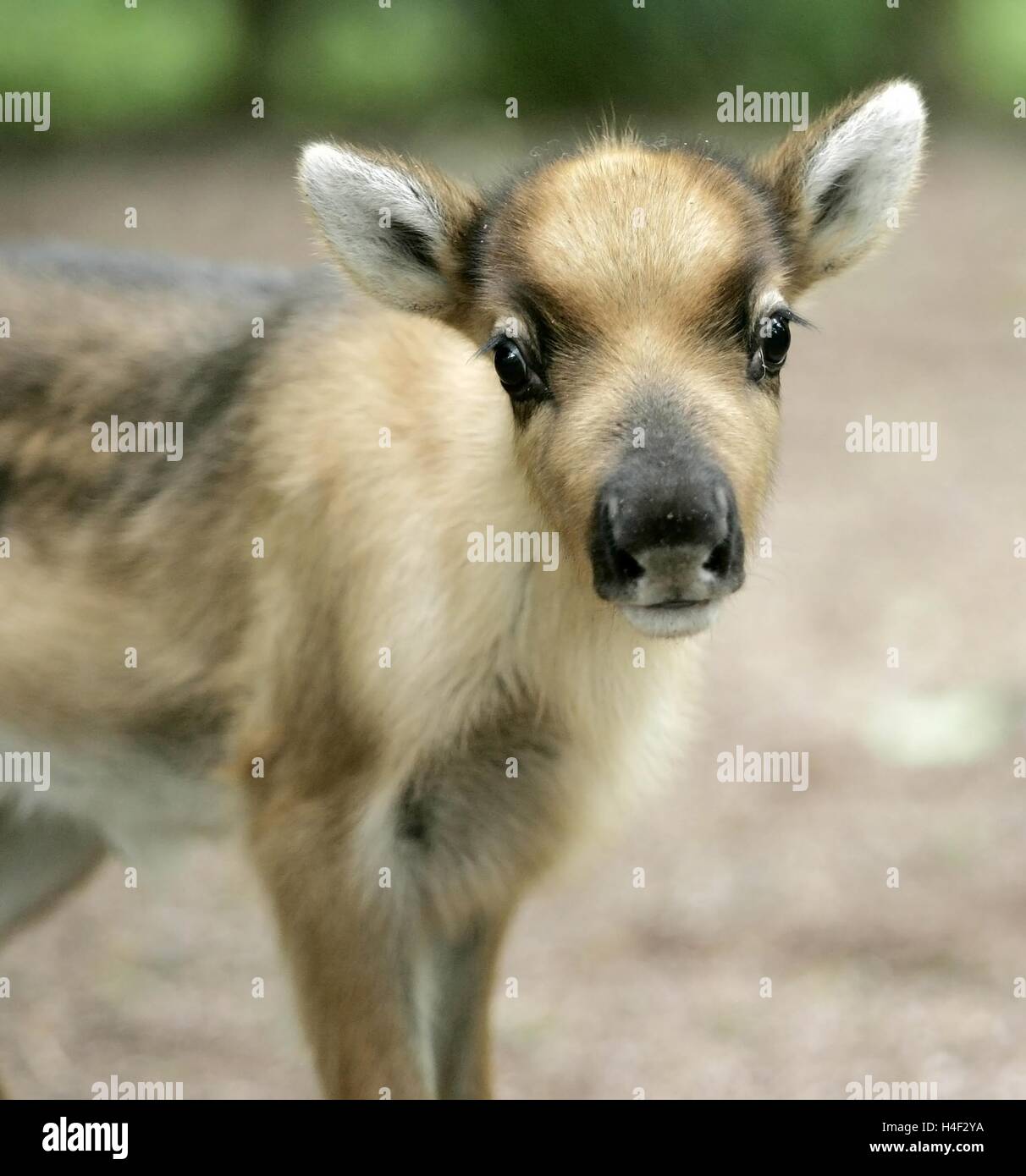 Junge baby Rentier Stockfotografie - Alamy