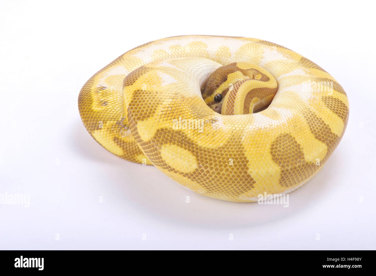 Royal python python regius -Fotos und -Bildmaterial in hoher Auflösung ...