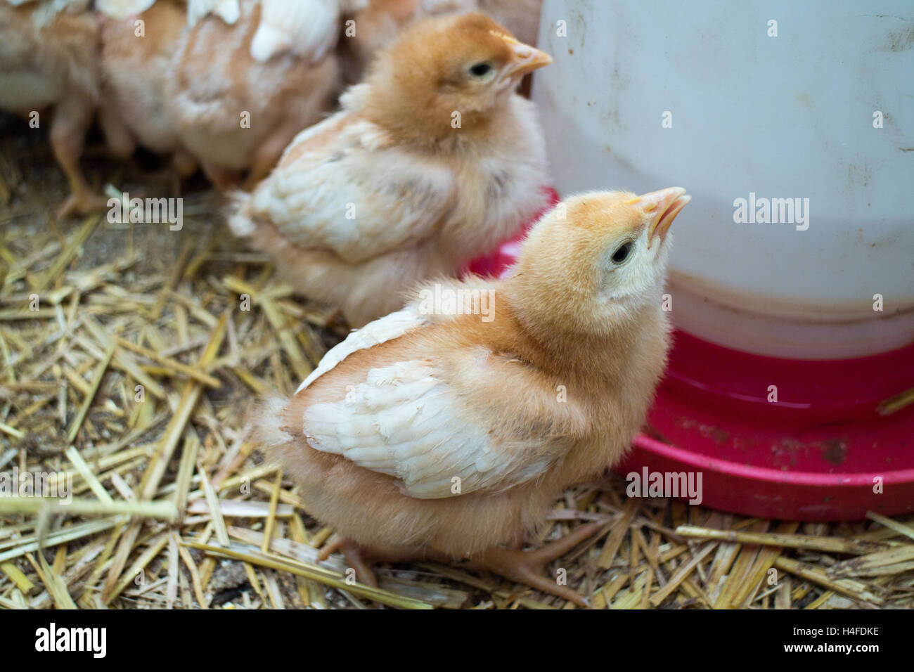 Baby chickens -Fotos und -Bildmaterial in hoher Auflösung – Alamy