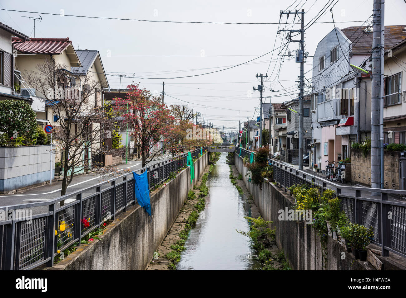 Hanamizuki blühen, Fujimibashi Brücke, Setagaya-Ku, Tokyo, Japan ...