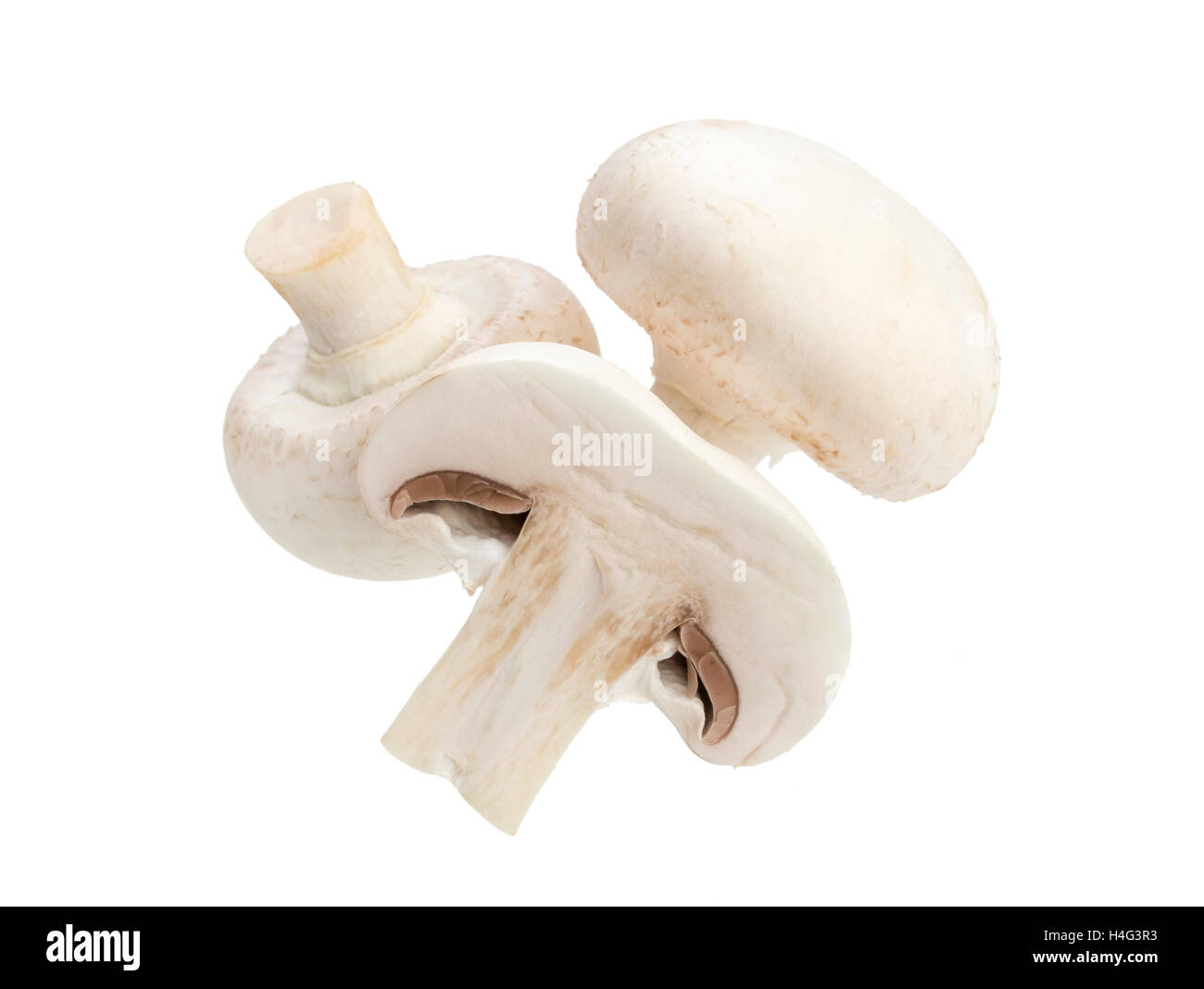 Pilz champignon -Fotos und -Bildmaterial in hoher Auflösung – Alamy