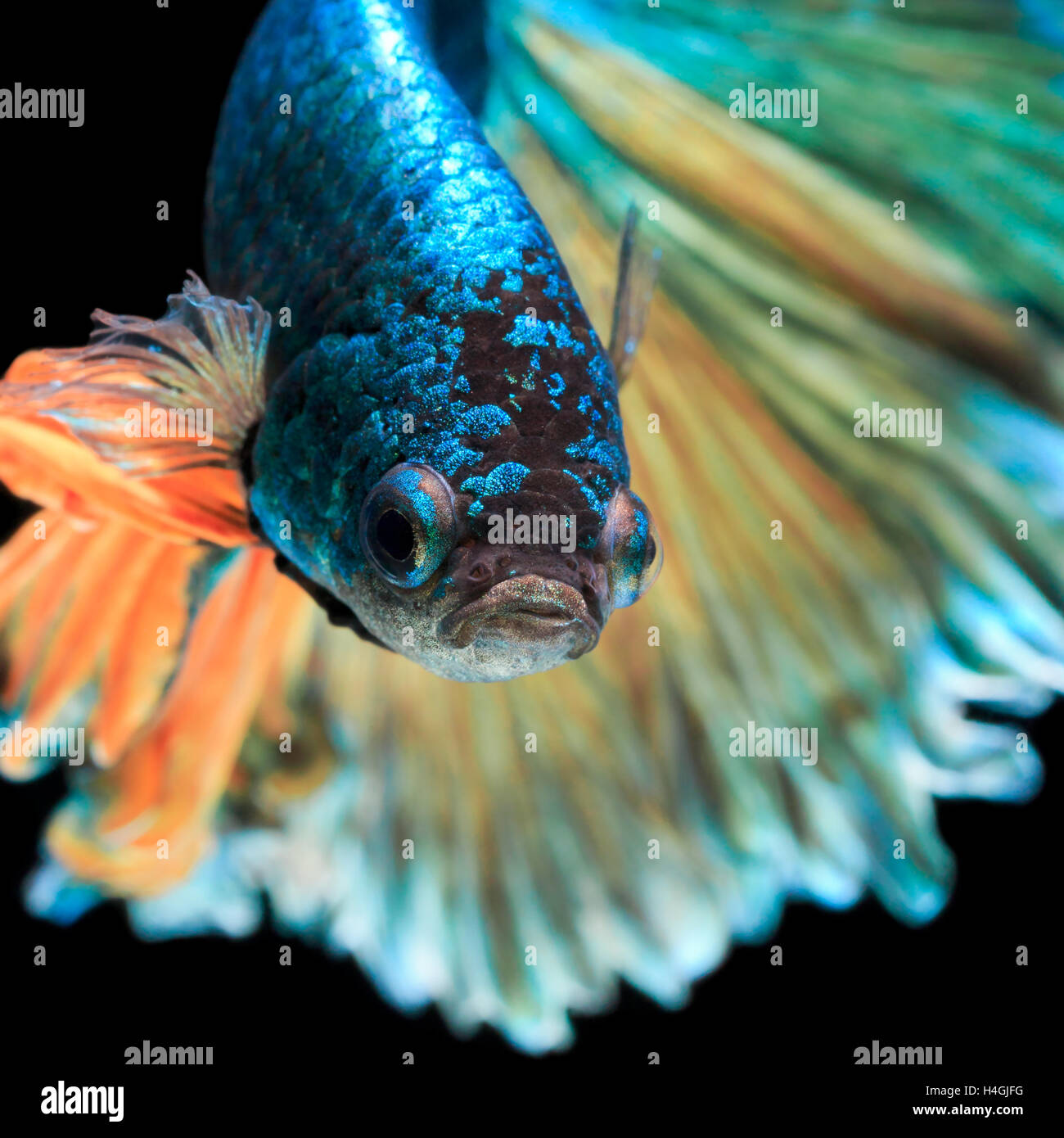 Betta Fisch, siamesische Kampffische "Half Moon" auf schwarzem ...