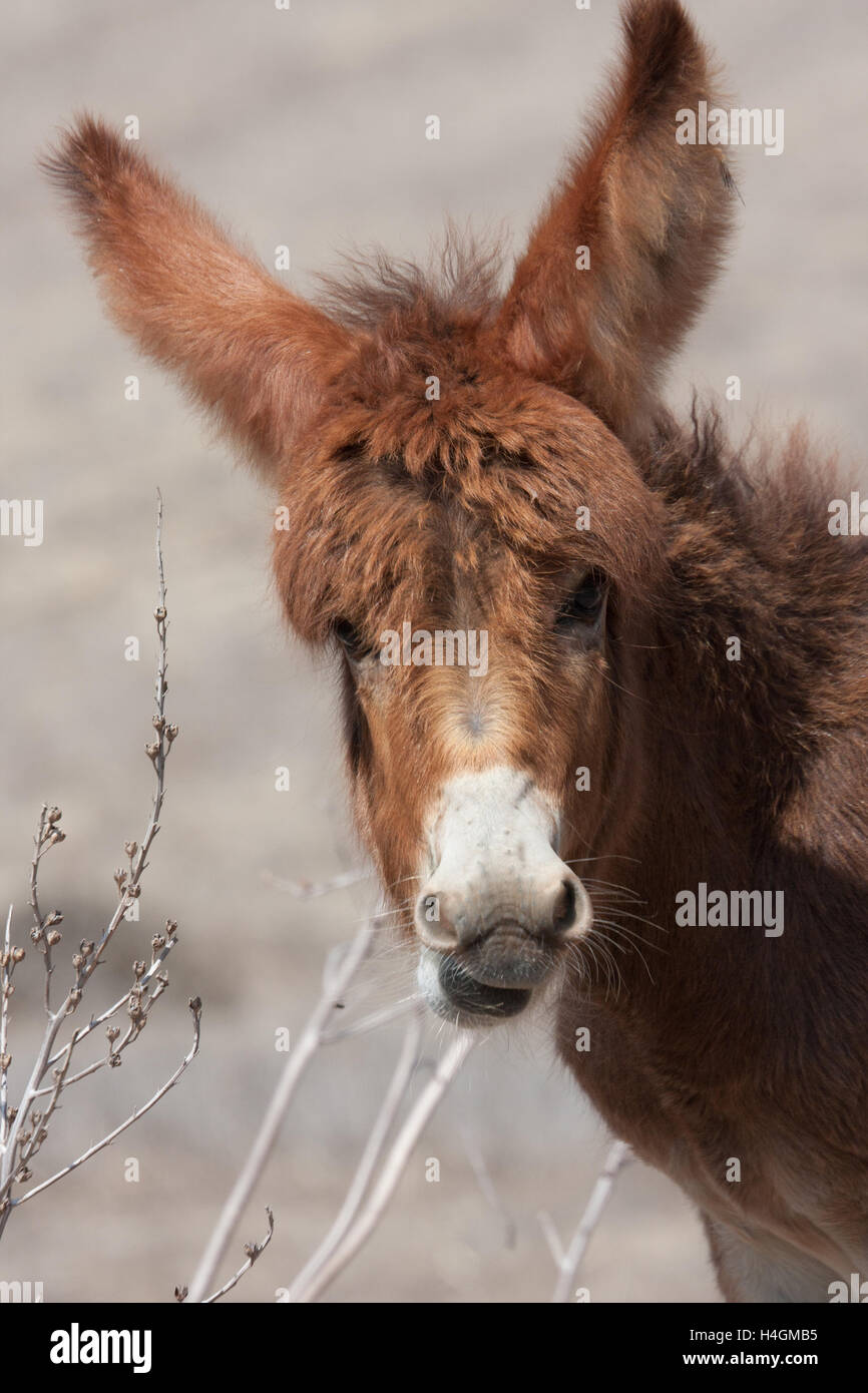 Young donkey -Fotos und -Bildmaterial in hoher Auflösung – Alamy