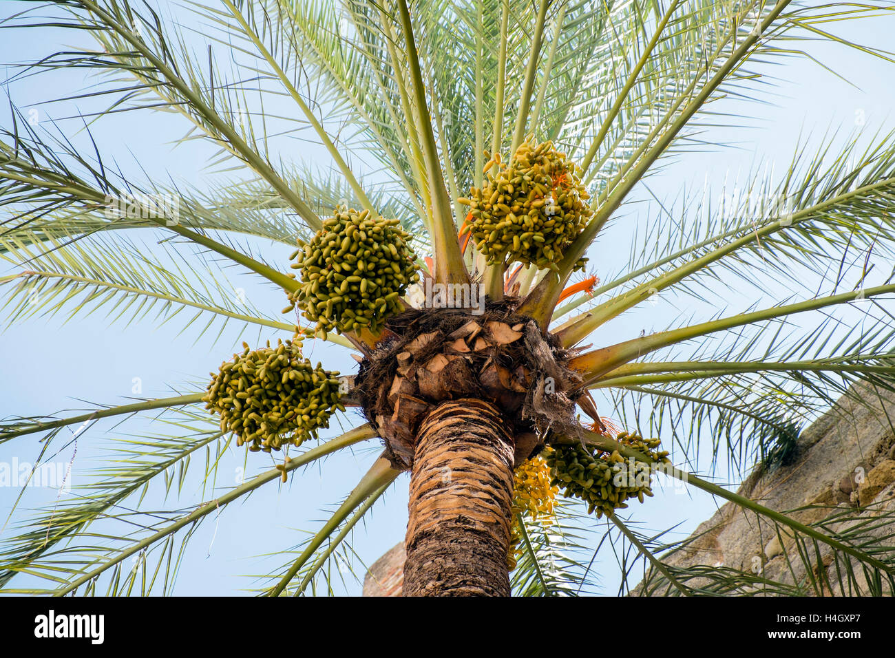 Date palm phoenix dactylifera -Fotos und -Bildmaterial in hoher Auflösung – Alamy