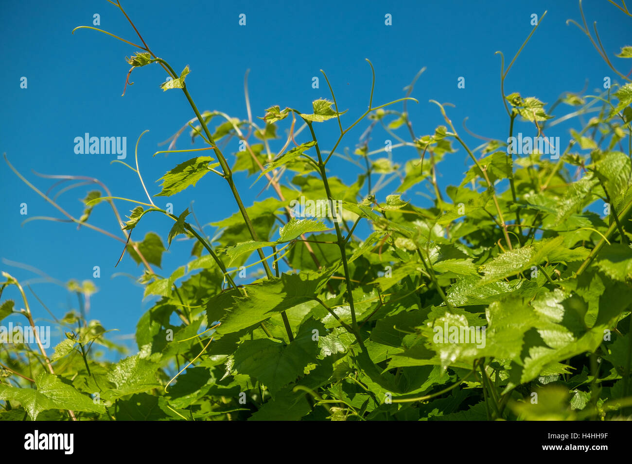 Sommer triebe -Fotos und -Bildmaterial in hoher Auflösung – Alamy
