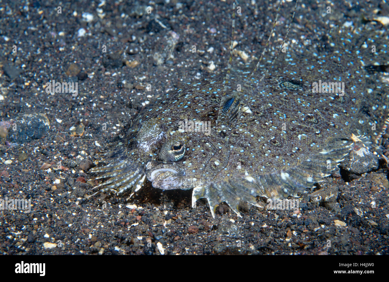 Platichthys flesus european flounder -Fotos und -Bildmaterial in hoher ...
