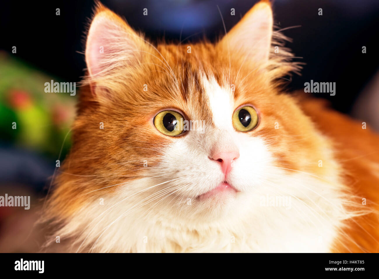 Coole katzen -Fotos und -Bildmaterial in hoher Auflösung – Alamy