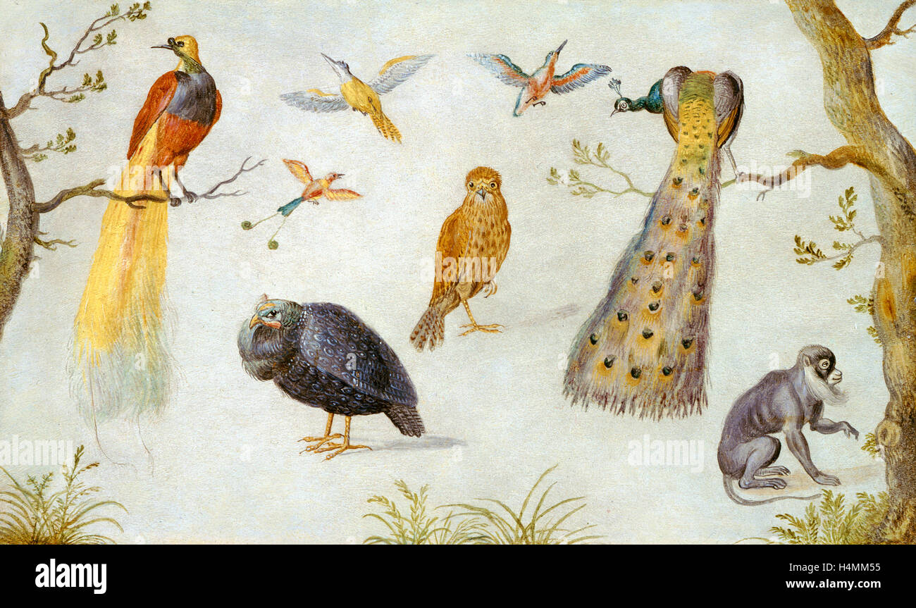 Kreis von jan van kessel -Fotos und -Bildmaterial in hoher Auflösung ...