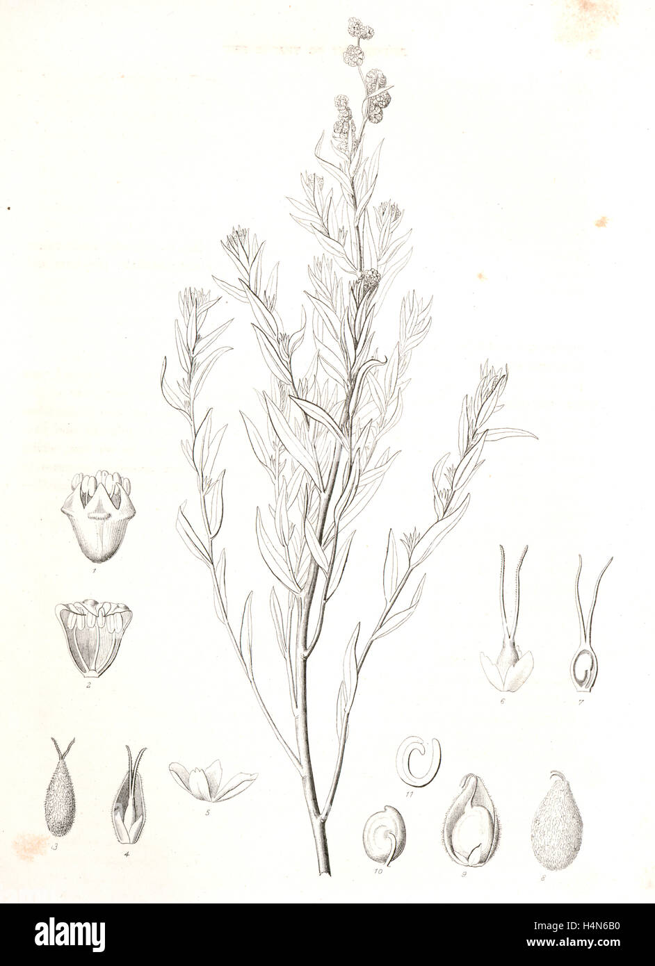 Endolepis suckleyi -Fotos und -Bildmaterial in hoher Auflösung – Alamy