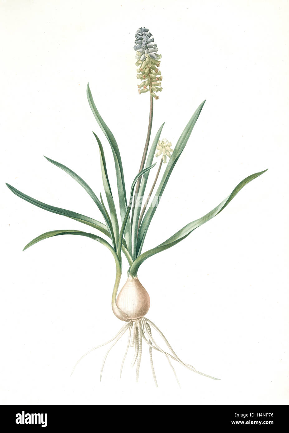 Joseph muskat -Fotos und -Bildmaterial in hoher Auflösung – Alamy