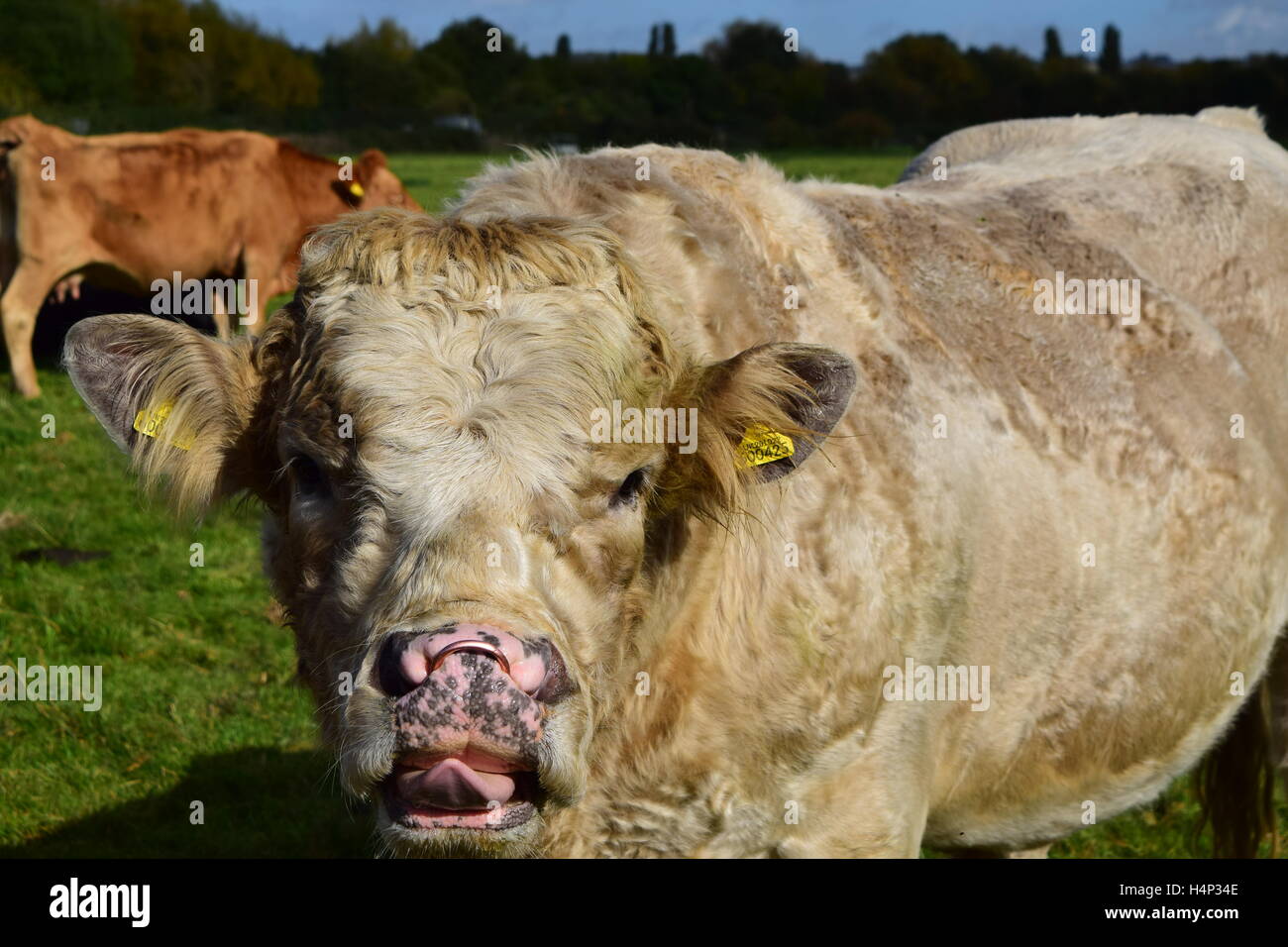 Bull Kuh Nahaufnahme portrait Stockfotografie - Alamy