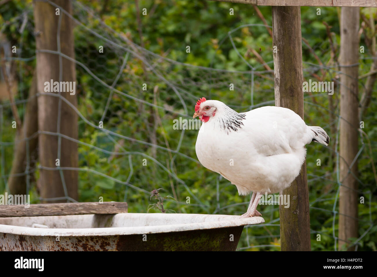 Light sussex chicken -Fotos und -Bildmaterial in hoher Auflösung – Alamy