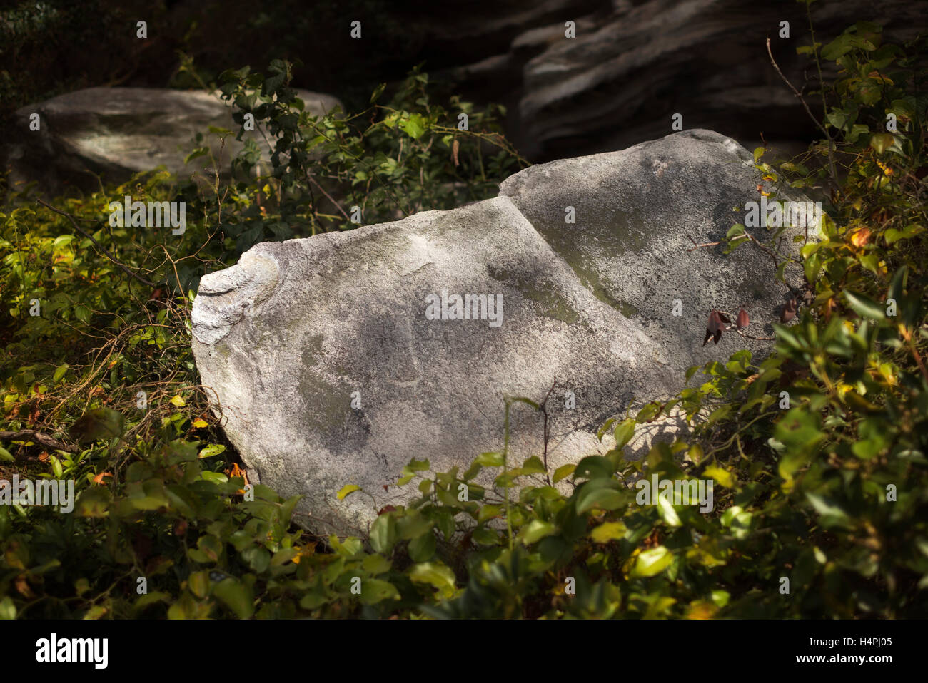 Ein Fels im Pilot Mountain State Park in Reben auf einem Wanderweg ...