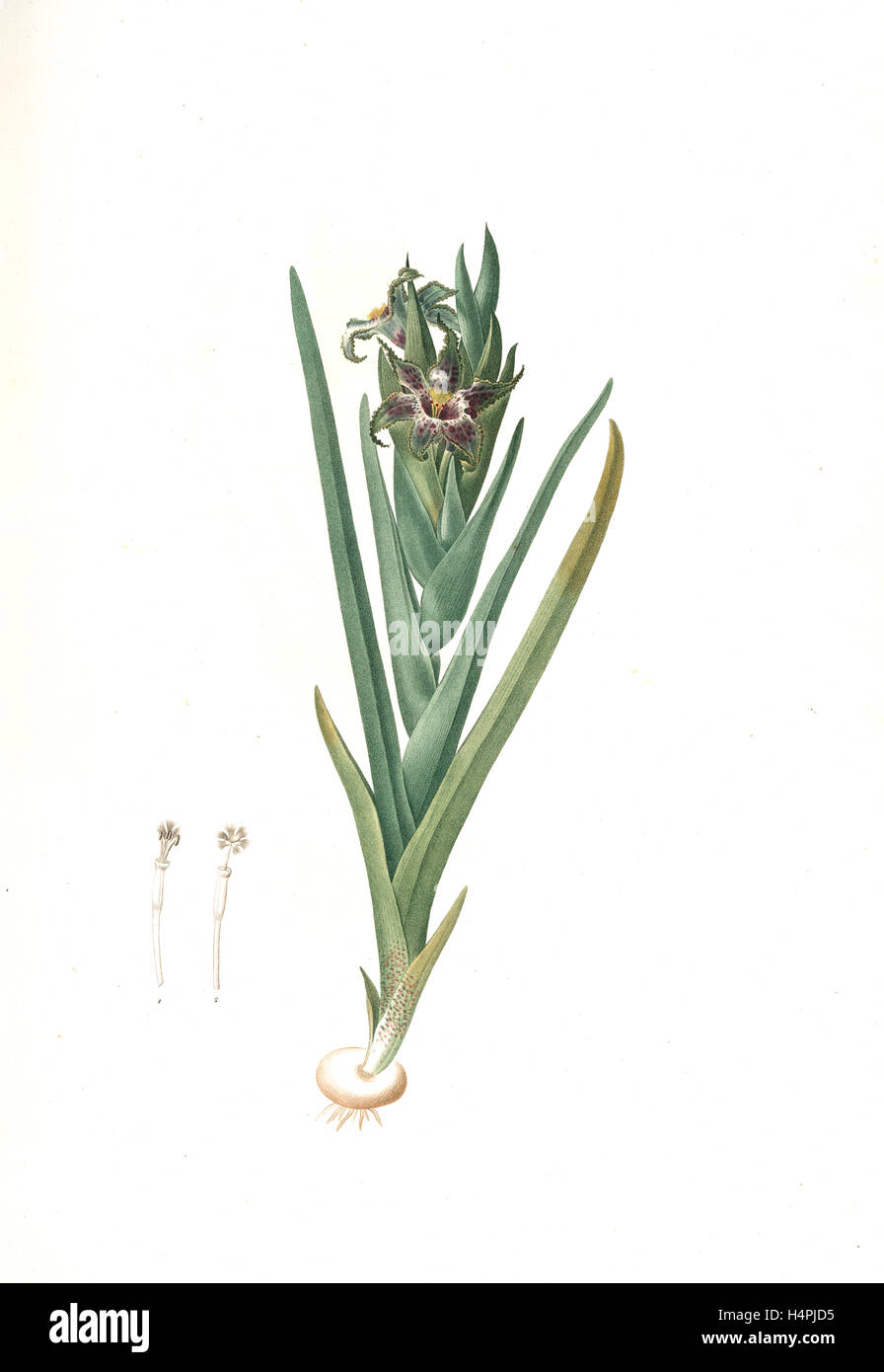 Ferraria undulata -Fotos und -Bildmaterial in hoher Auflösung – Alamy
