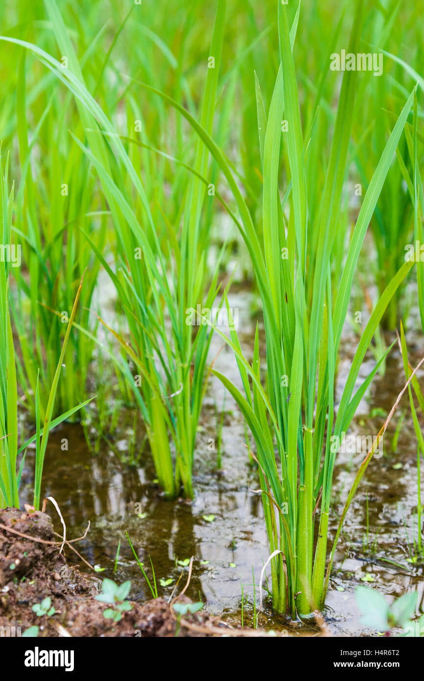 Rice plant -Fotos und -Bildmaterial in hoher Auflösung – Alamy
