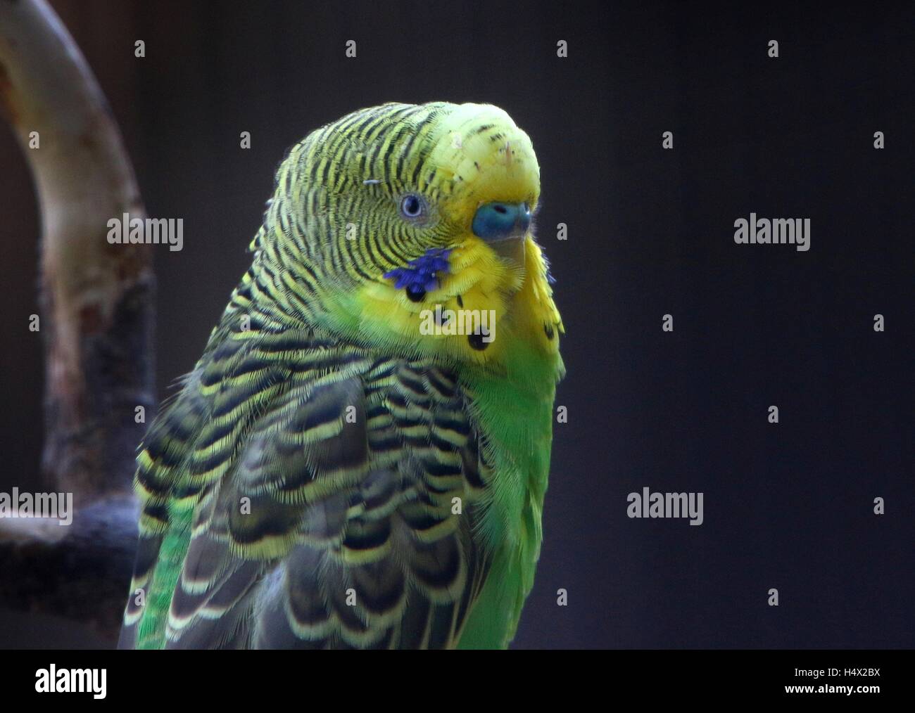 Australische Sittich Wellensittich (Melopsittacus Undulatus ...