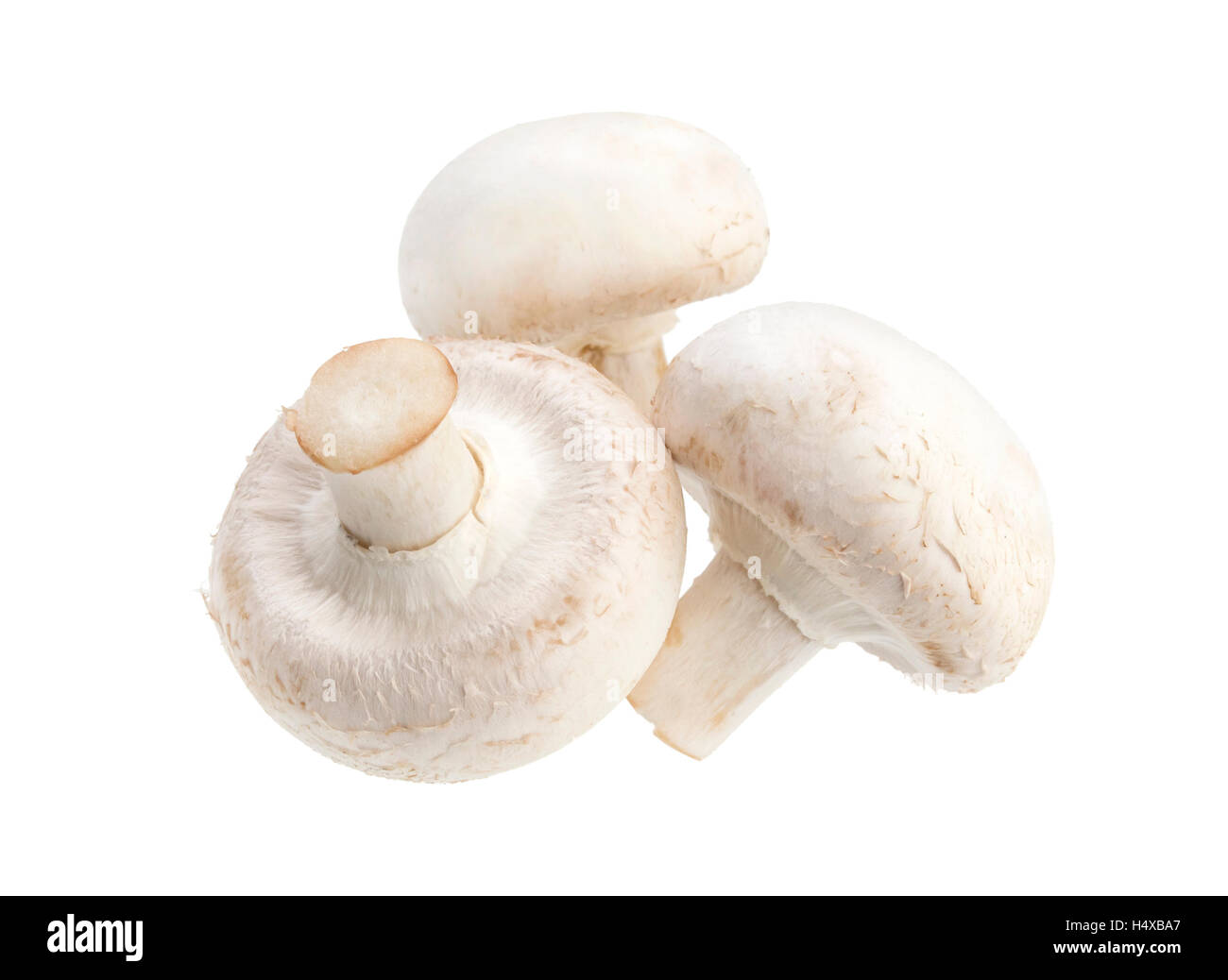 Pilz champignon -Fotos und -Bildmaterial in hoher Auflösung – Alamy