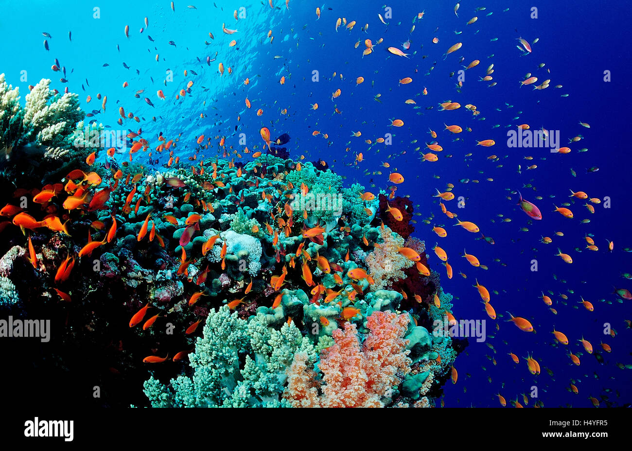Bunte Korallenriff, Hurghada, Rotes Meer, Ägypten Stockfotografie - Alamy