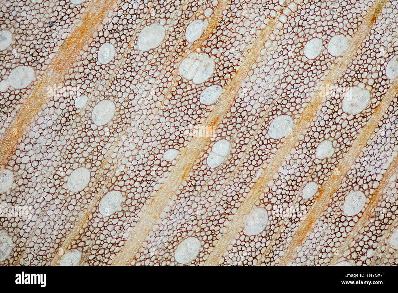 Holzstruktur querschnitt -Fotos und -Bildmaterial in hoher Auflösung ...
