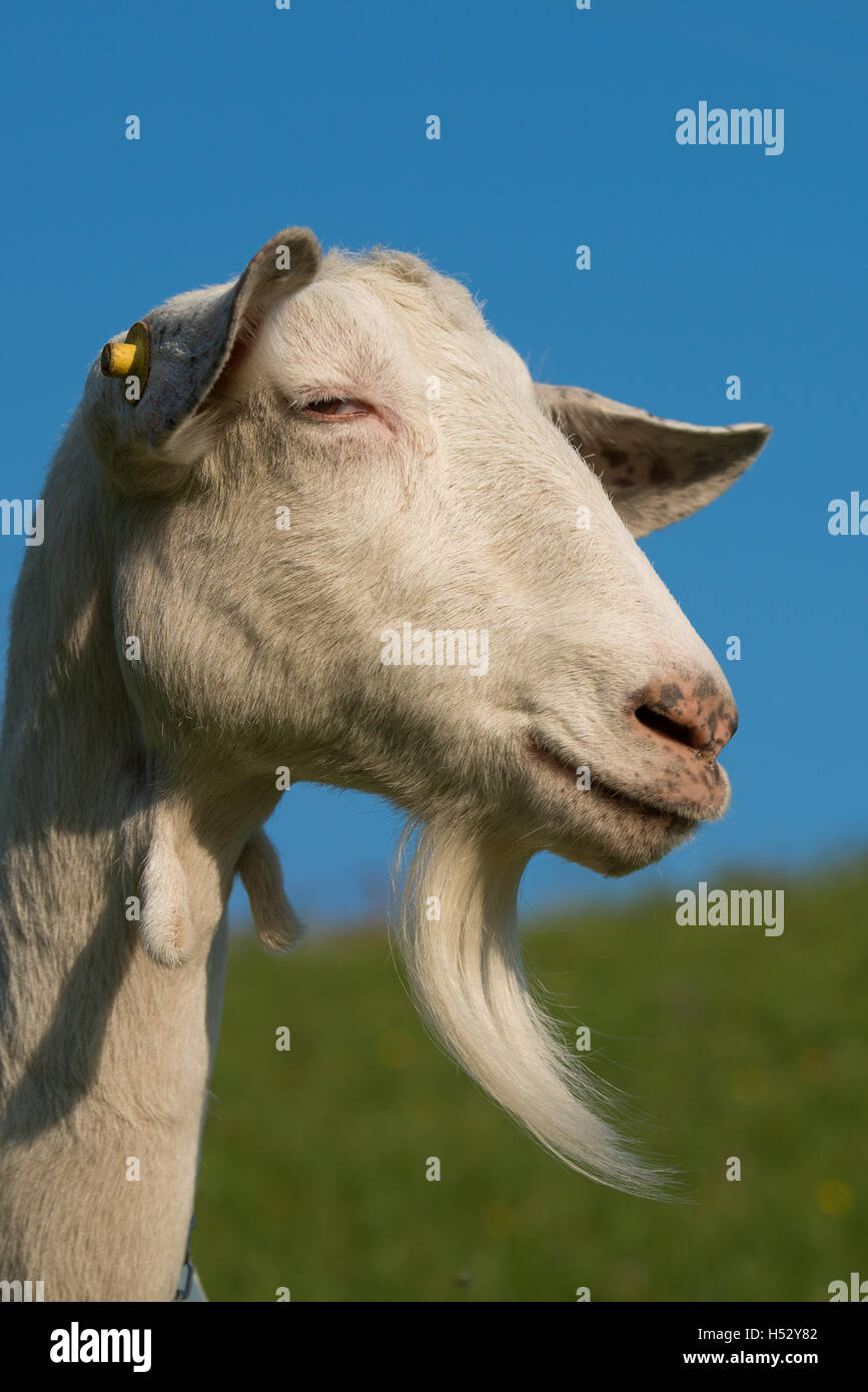 Ziege Mit Bart Stockfotos und -bilder Kaufen - Alamy