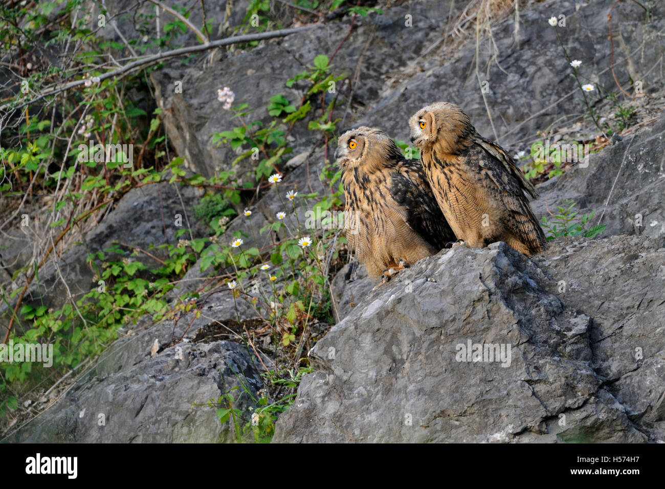 Zwei eulen nebeneinander -Fotos und -Bildmaterial in hoher Auflösung – Alamy