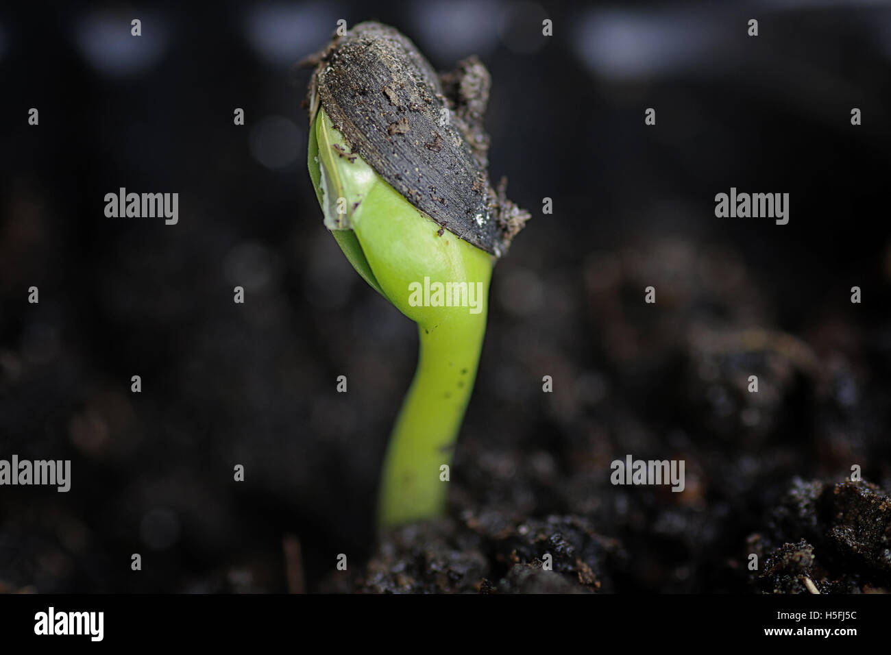 kleinen Spross aus Samen Stockfotografie - Alamy