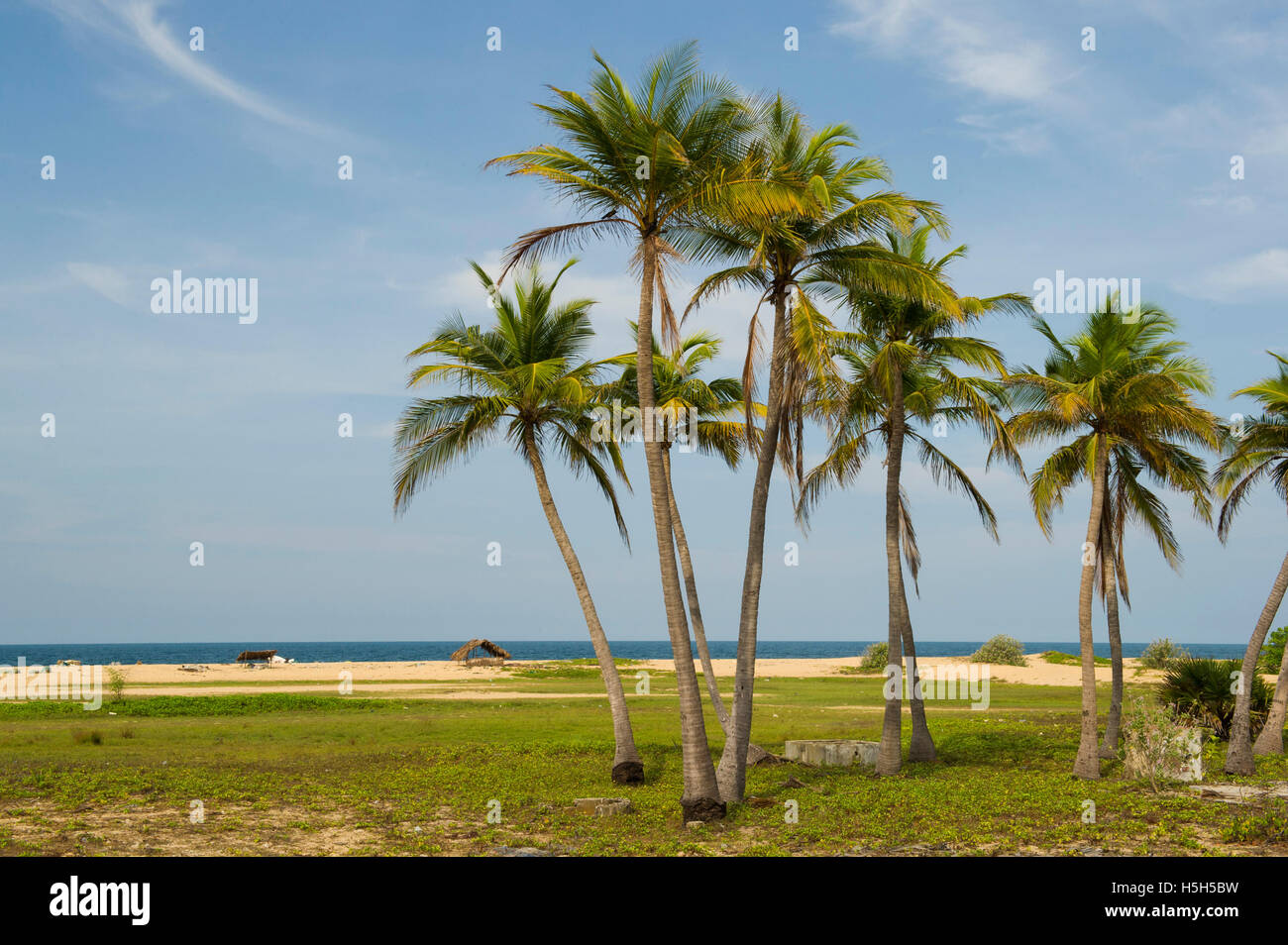 Palmen am Strand von Manalkadu, Halbinsel Jaffna, Sri Lanka ...