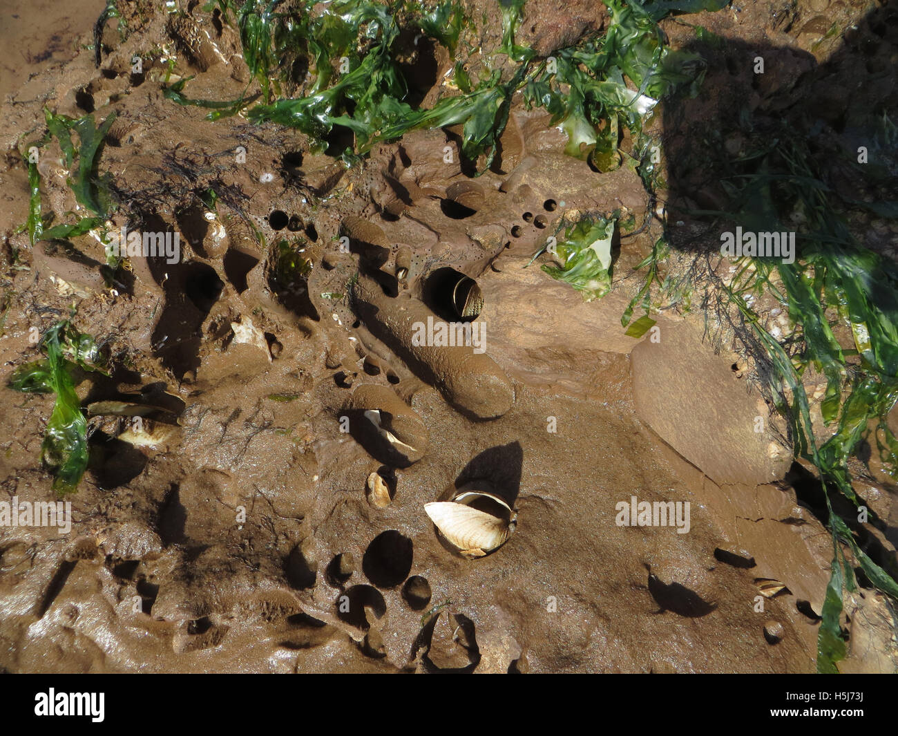 Gemeinsame Piddocks (Pholas Dactylus) in Höhlen in Otter Sandstein im ...