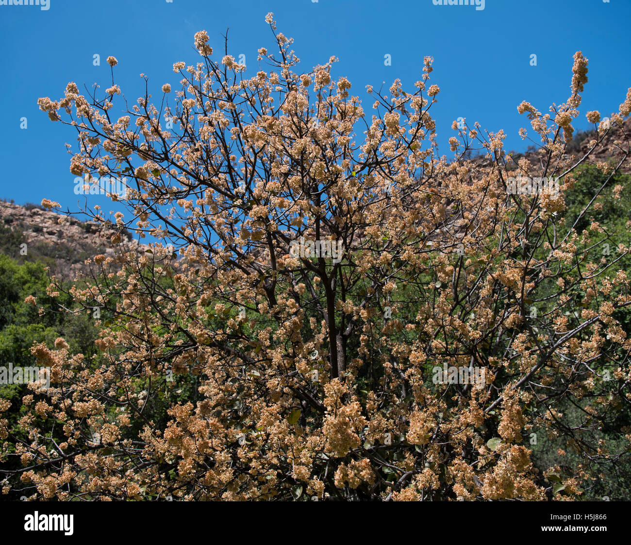 Wilder Birnbaum Stockfotos und -bilder Kaufen - Alamy