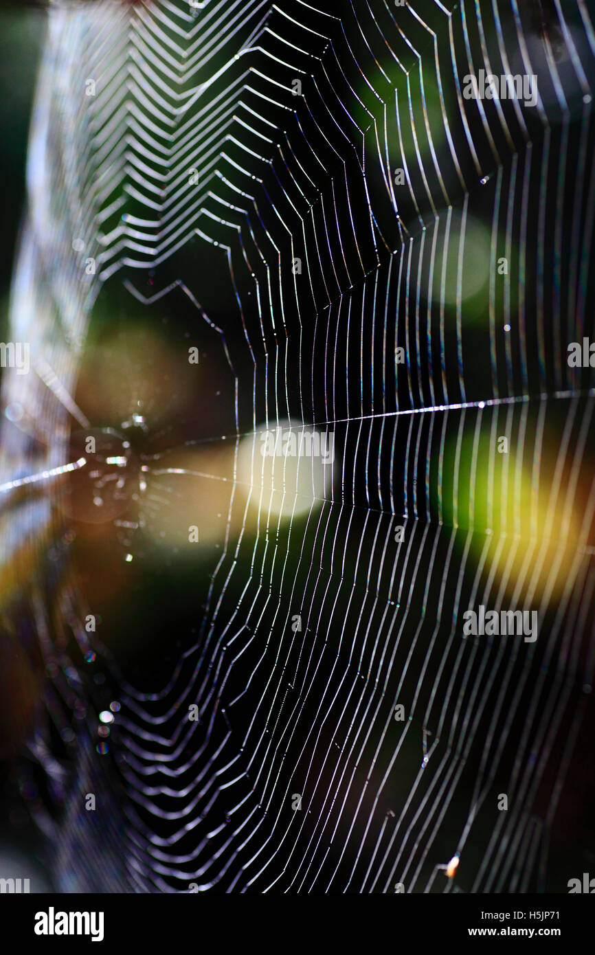 Spinnen schließen sich -Fotos und -Bildmaterial in hoher Auflösung – Alamy