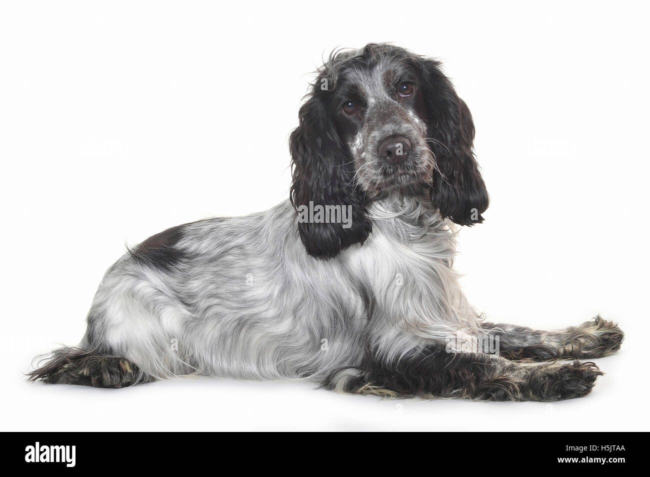 Stammbaum cocker spaniel -Fotos und -Bildmaterial in hoher Auflösung ...