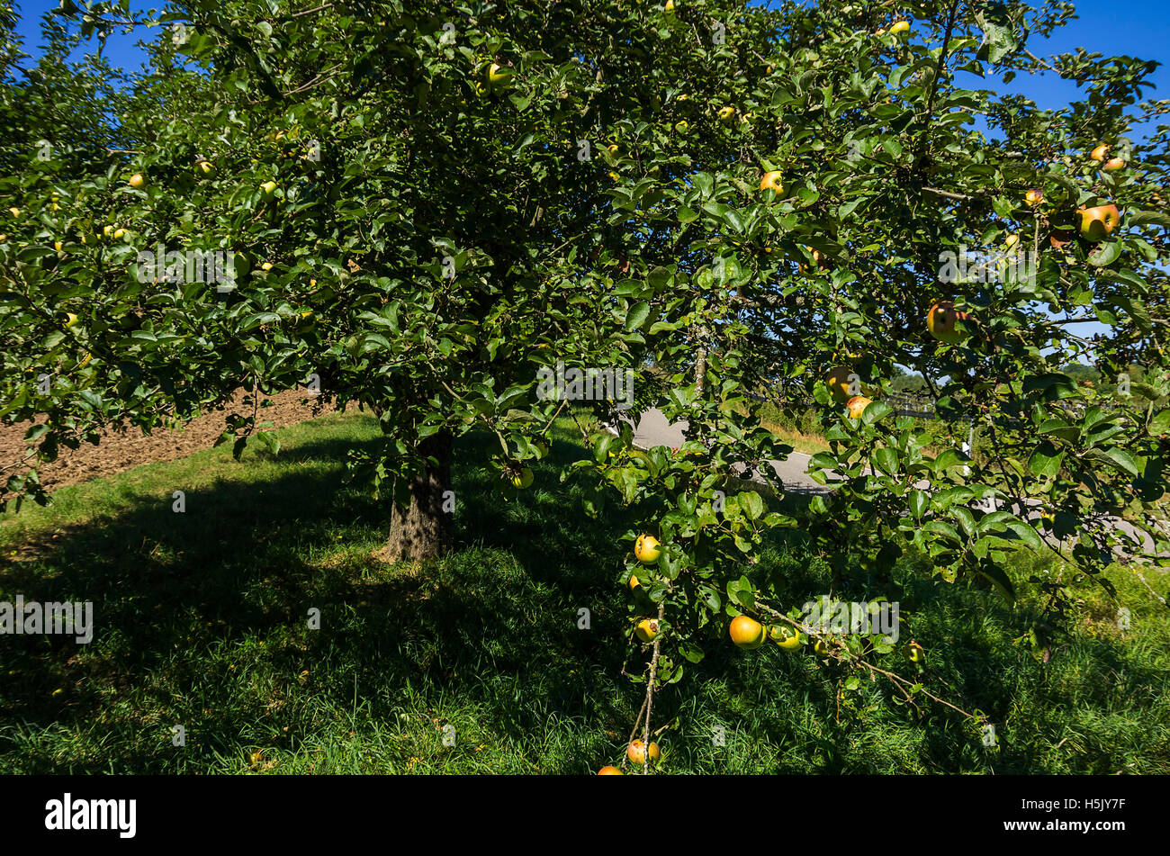 Apfelbaum wiese -Fotos und -Bildmaterial in hoher Auflösung – Alamy