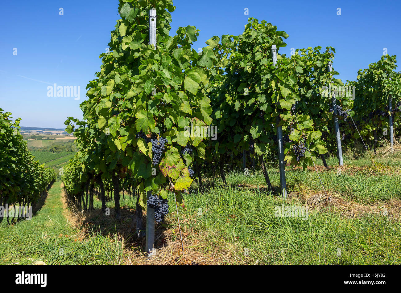 Reben im Weinberg Stockfotografie - Alamy